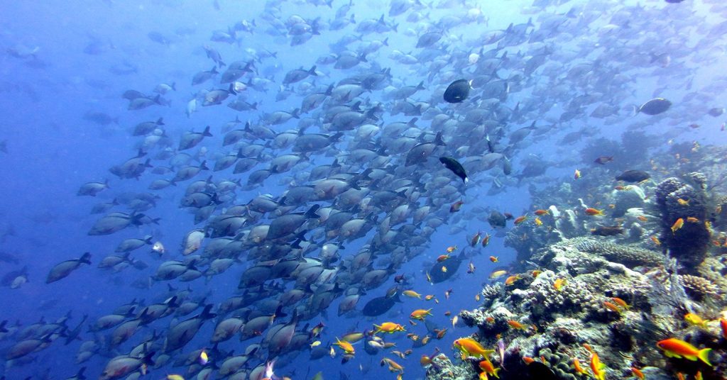 Sodwana Diving Experience - South Africa Adventures